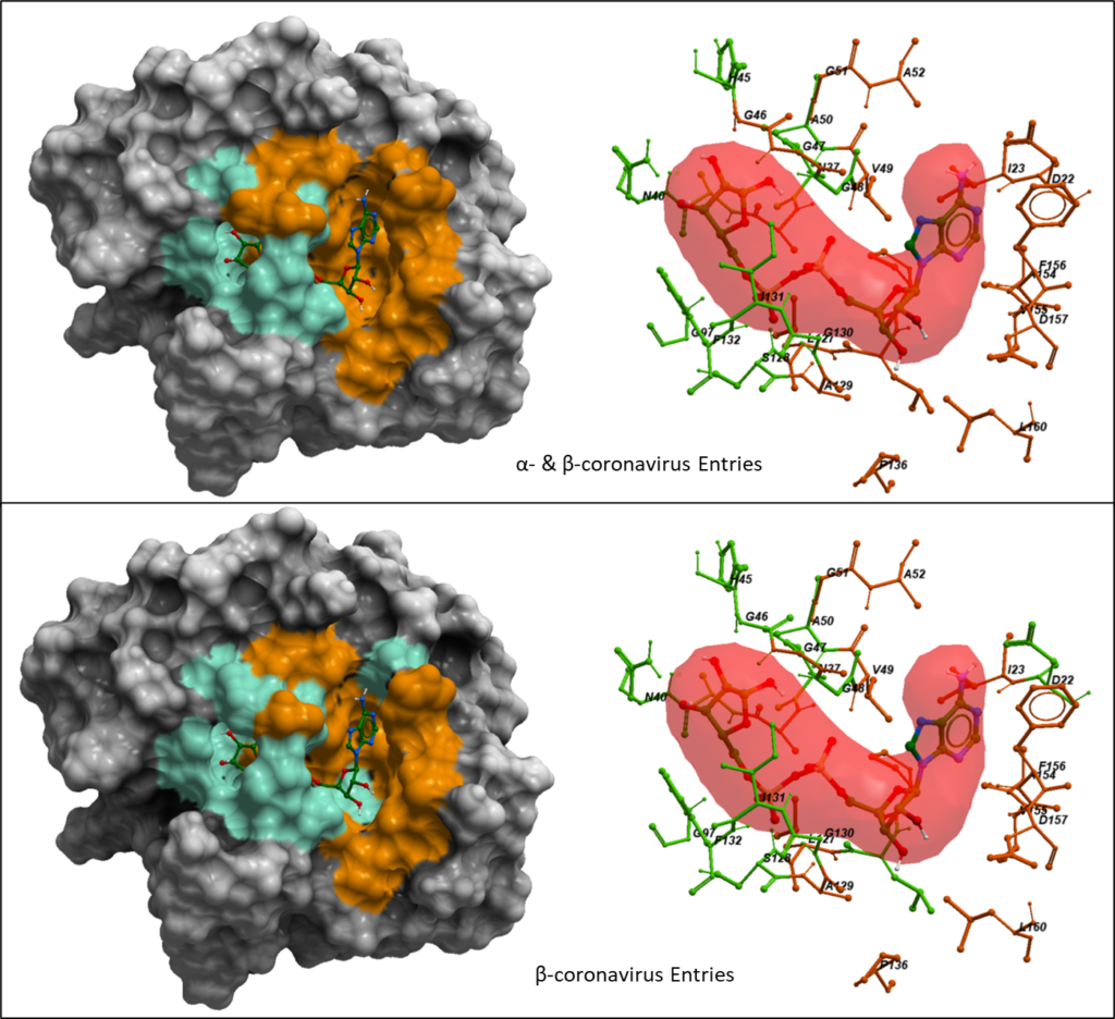 Mapping the genetic variations of Alpha- and Betacoronavirus UniProt ...