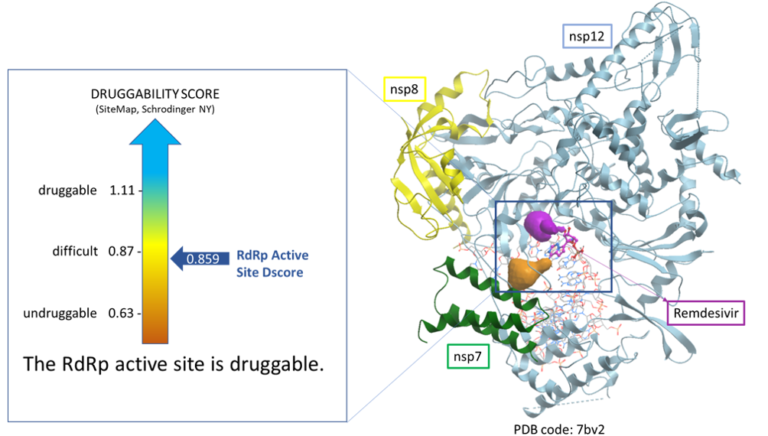 The next target: SARS-CoV-2 RNA-dependent RNA polymerase and Its ...