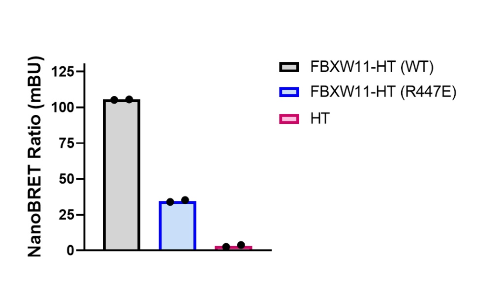 FBXW11 interaction with β-catenin – cellular assay – openlabnotebooks.org