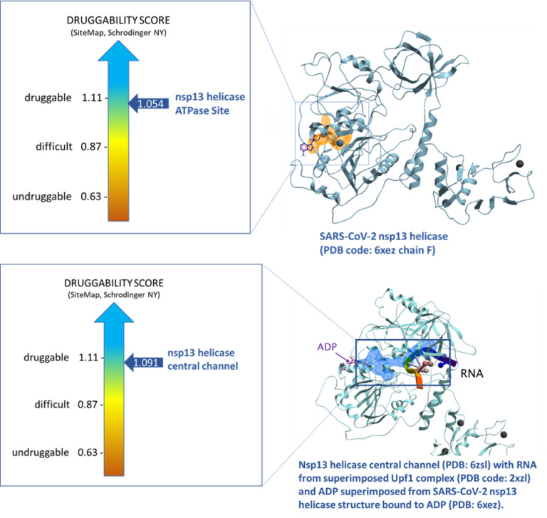 Druggability and Genetic Variability of the ATPase Site and Central ...