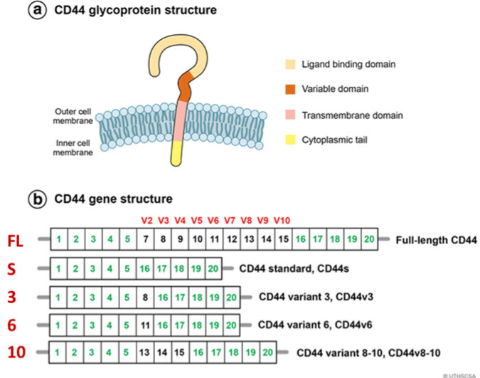 Differential Expression of CD44 Variants in Normal and AD Brain ...