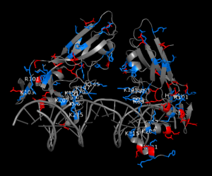 Taking Aim and Firing at TBXT to Combat Chordoma – openlabnotebooks.org