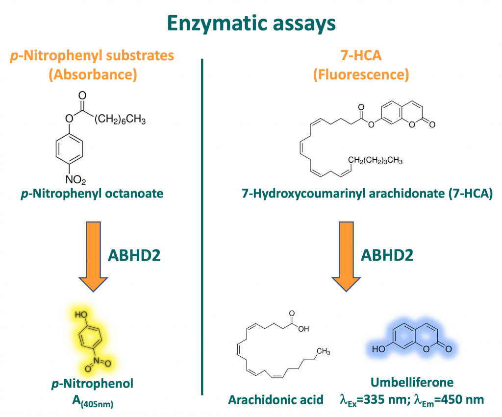 One year of ABHD2 – Where are we now? – openlabnotebooks.org