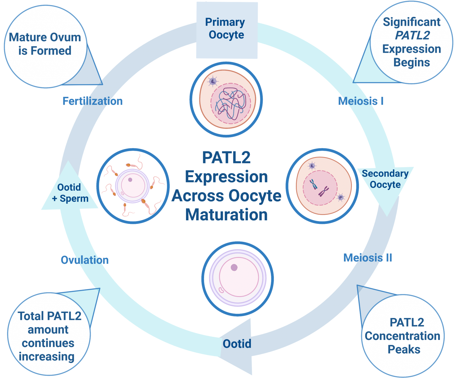 PATL2: A Potential Contraceptive Target August 2023 Update ...